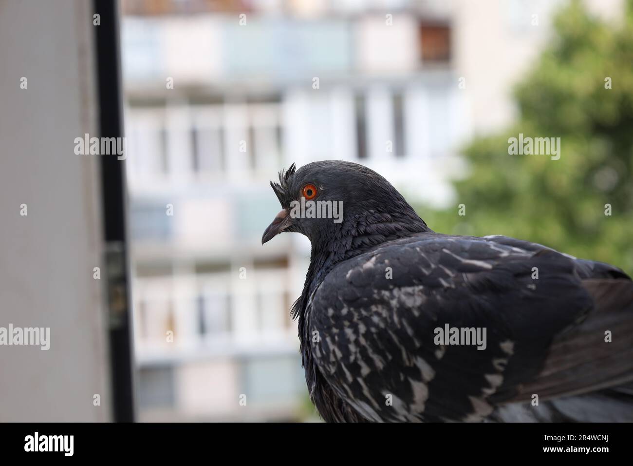 Pigeon closeup portrait, bird on the window, sunny day, pigeon ...