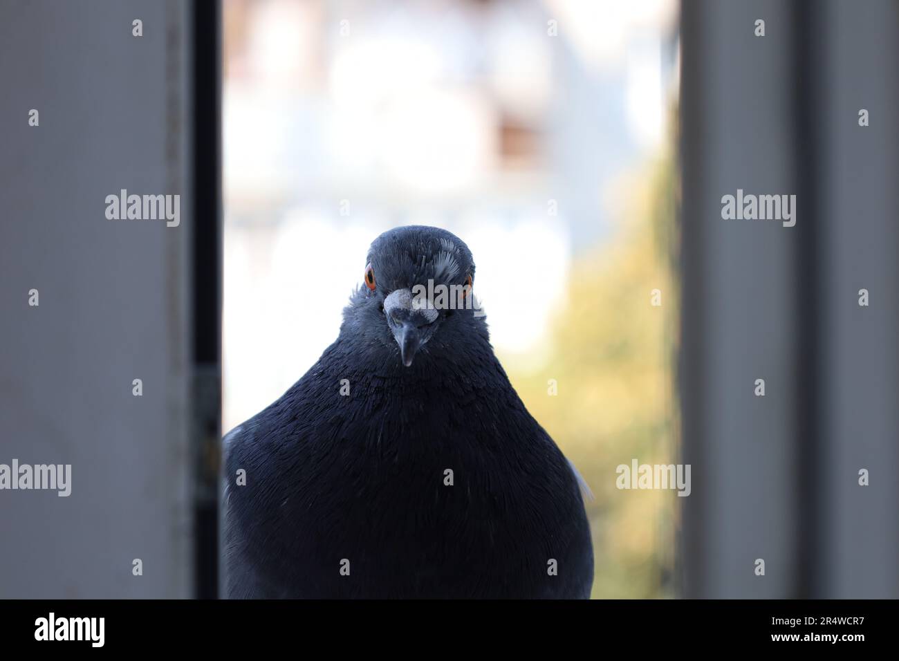 Pigeon closeup portrait, bird on the window, sunny day, pigeon ...
