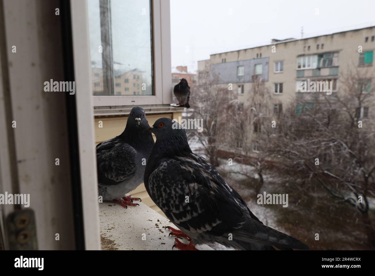 Pigeon closeup portrait, bird on the window, sunny day, pigeon ...