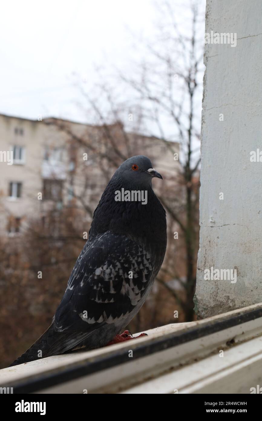 Pigeon closeup portrait, bird on the window, sunny day, pigeon ...