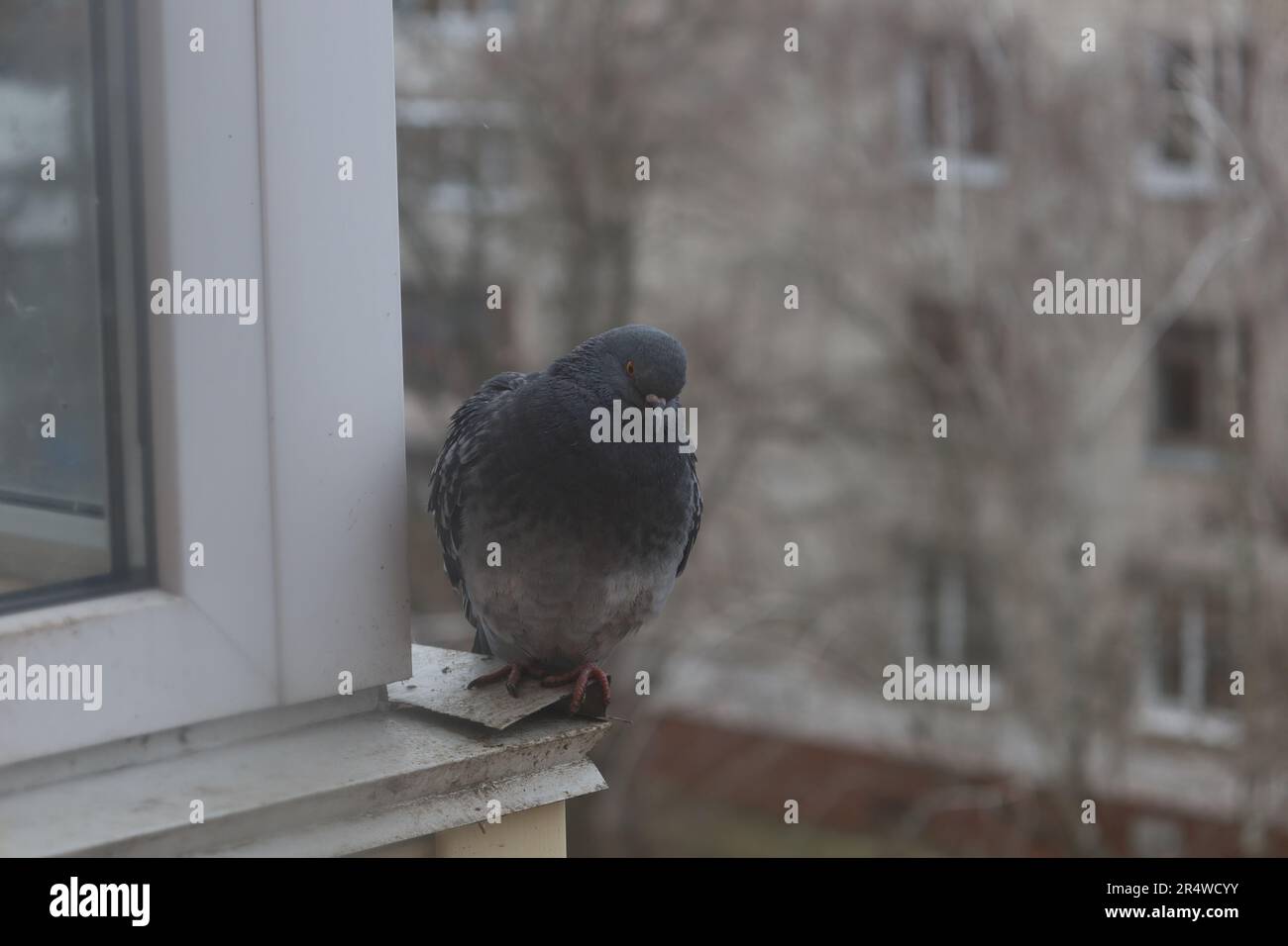 Pigeon closeup portrait, bird on the window, sunny day, pigeon ...
