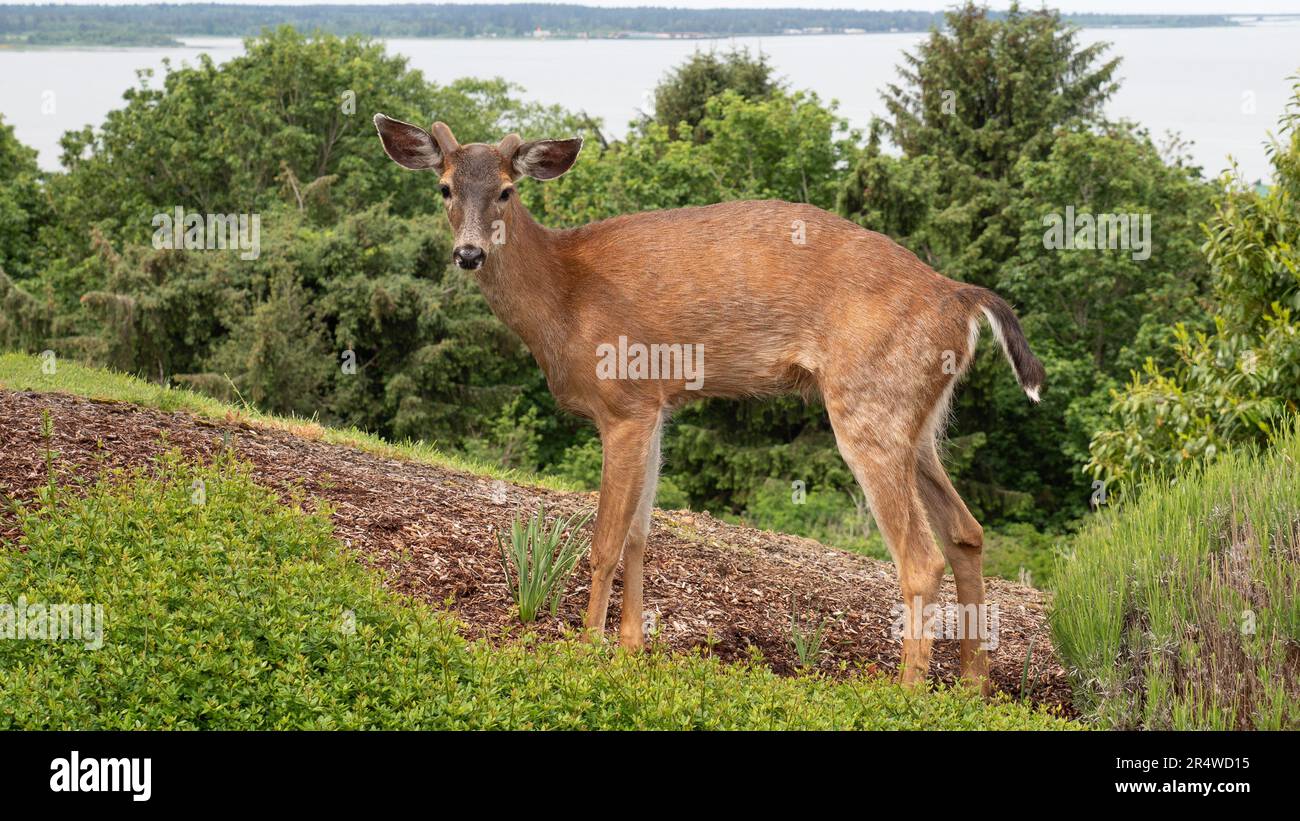 whitetail animal fallow. whitetail animal brown color. photo of ...