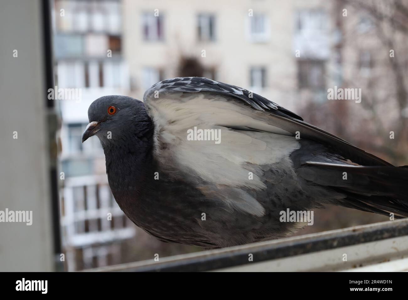 Pigeon closeup portrait, bird on the window, sunny day, pigeon ...