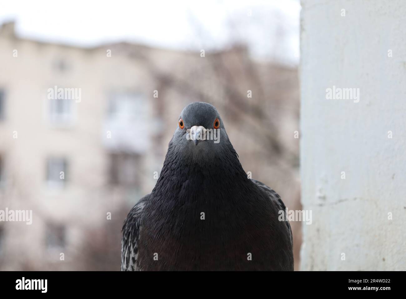 Pigeon closeup portrait, bird on the window, sunny day, pigeon ...