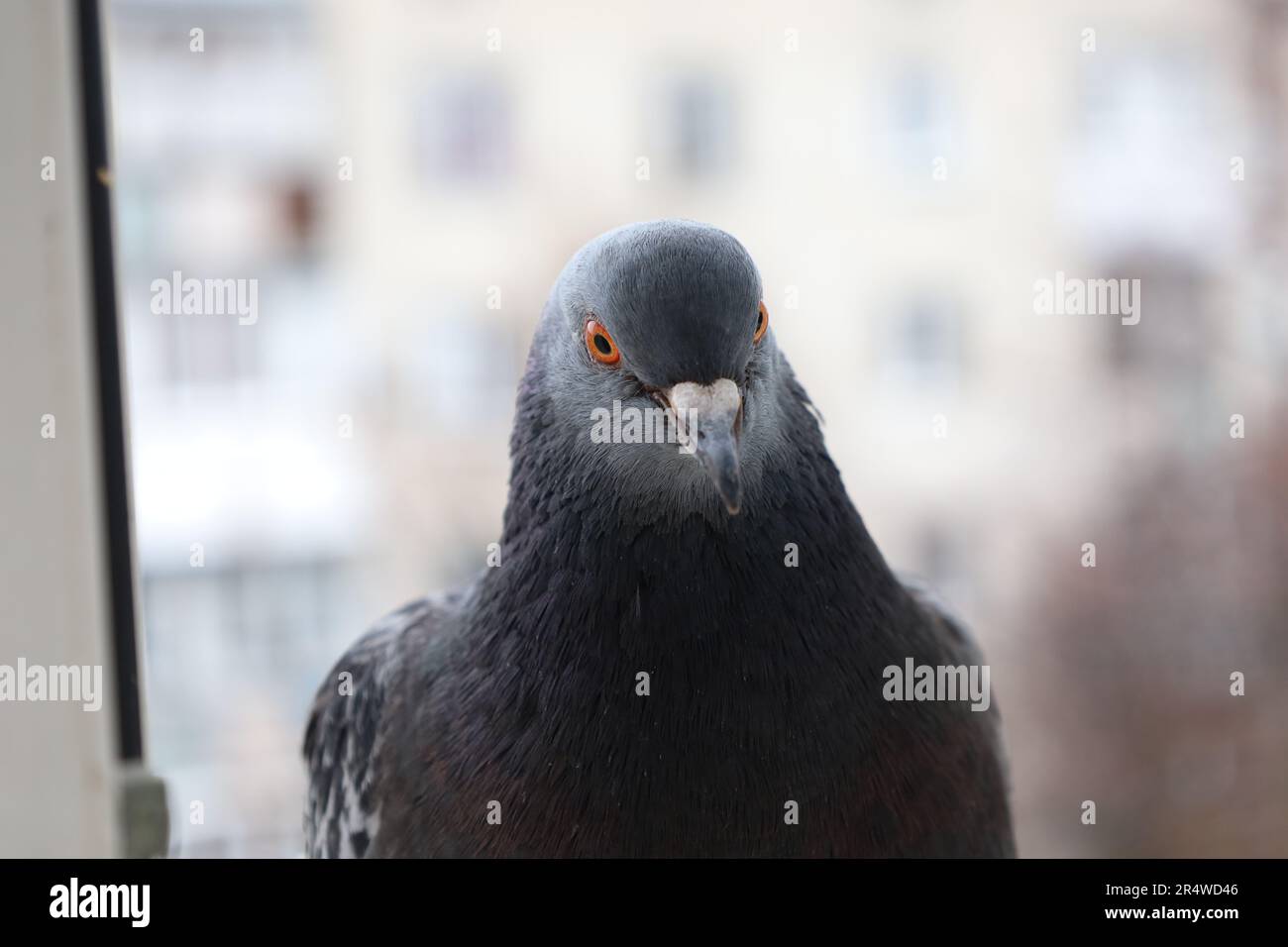 Pigeon closeup portrait, bird on the window, sunny day, pigeon ...