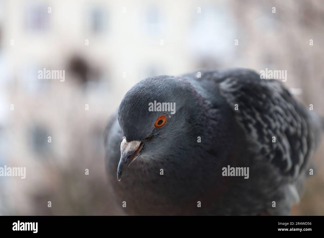 Pigeon closeup portrait, bird on the window, sunny day, pigeon ...