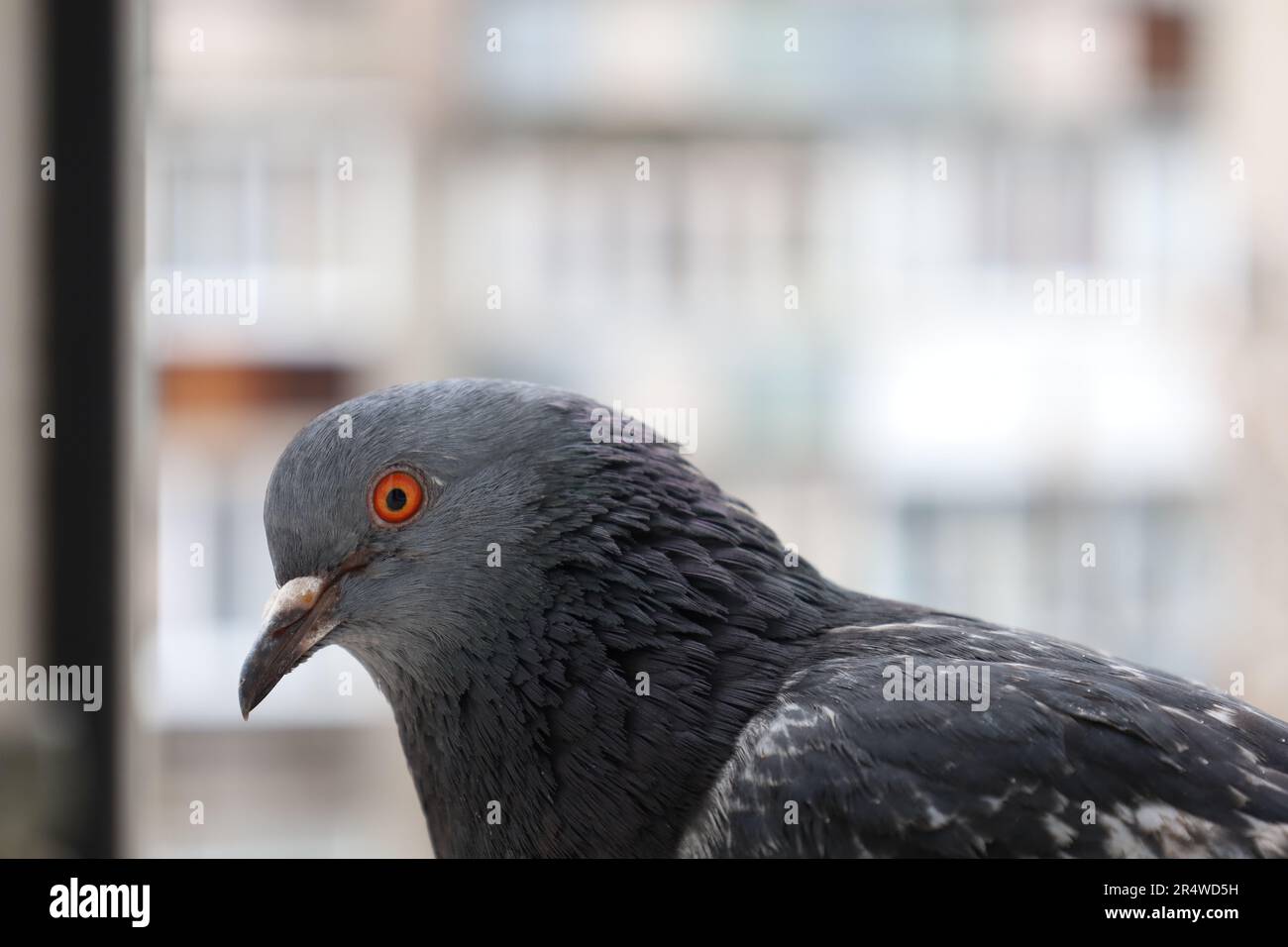 Pigeon closeup portrait, bird on the window, sunny day, pigeon ...