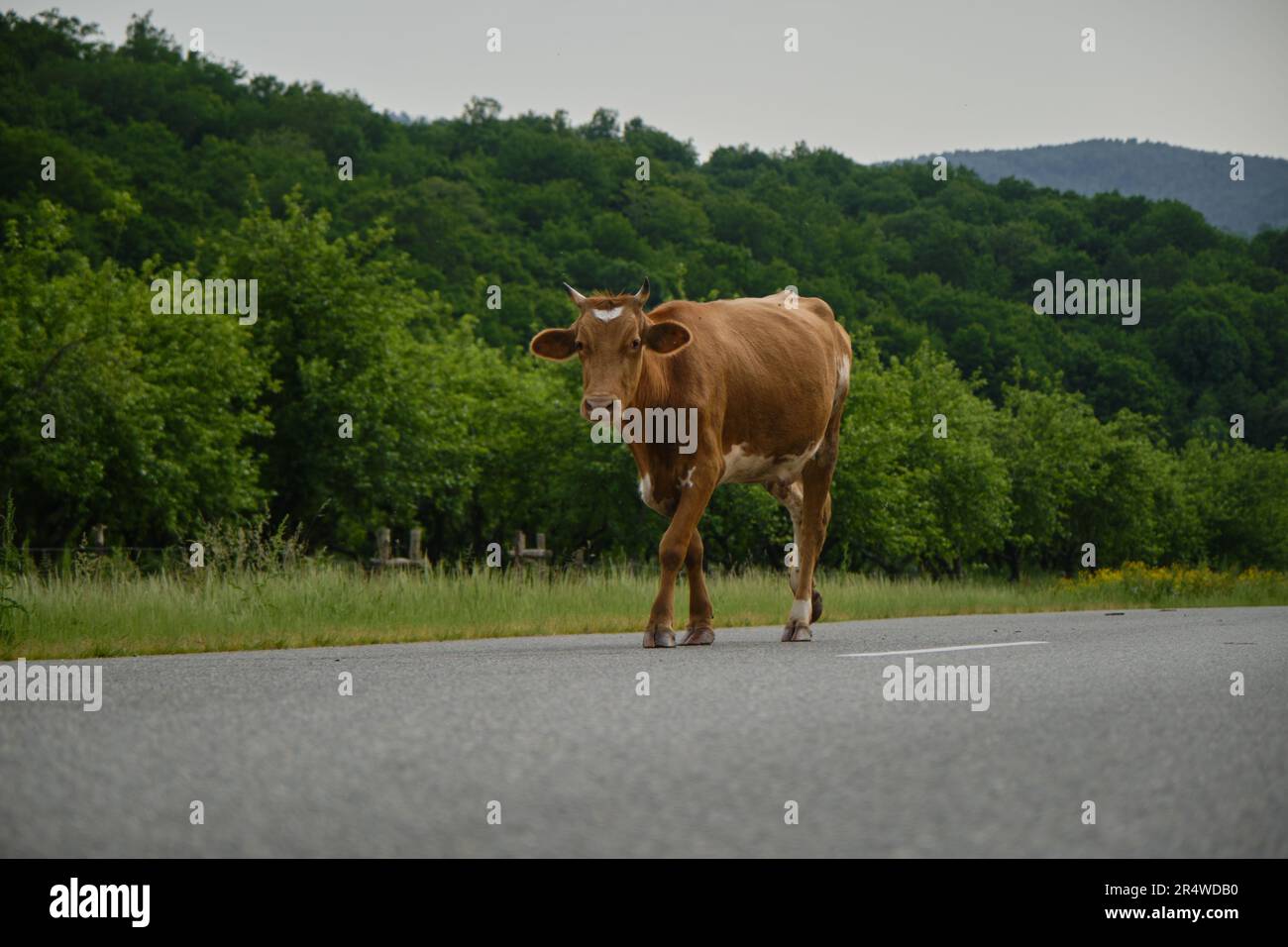 Brown cow walks on road in summer. Front view Full-length portrait of ...