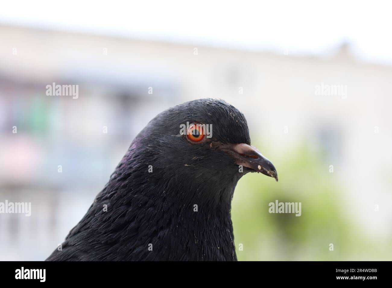 Pigeon closeup portrait, bird on the window, sunny day, pigeon ...