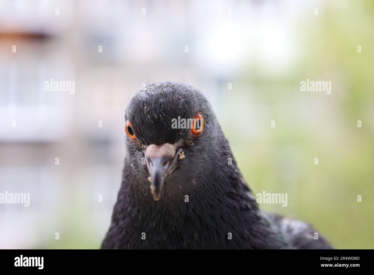 Pigeon closeup portrait, bird on the window, sunny day, pigeon ...