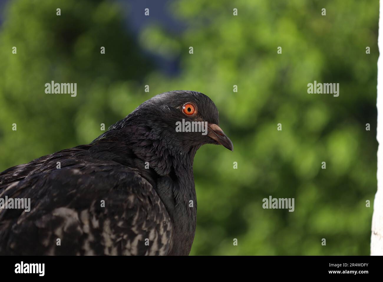 Pigeon closeup portrait, bird on the window, sunny day, pigeon ...