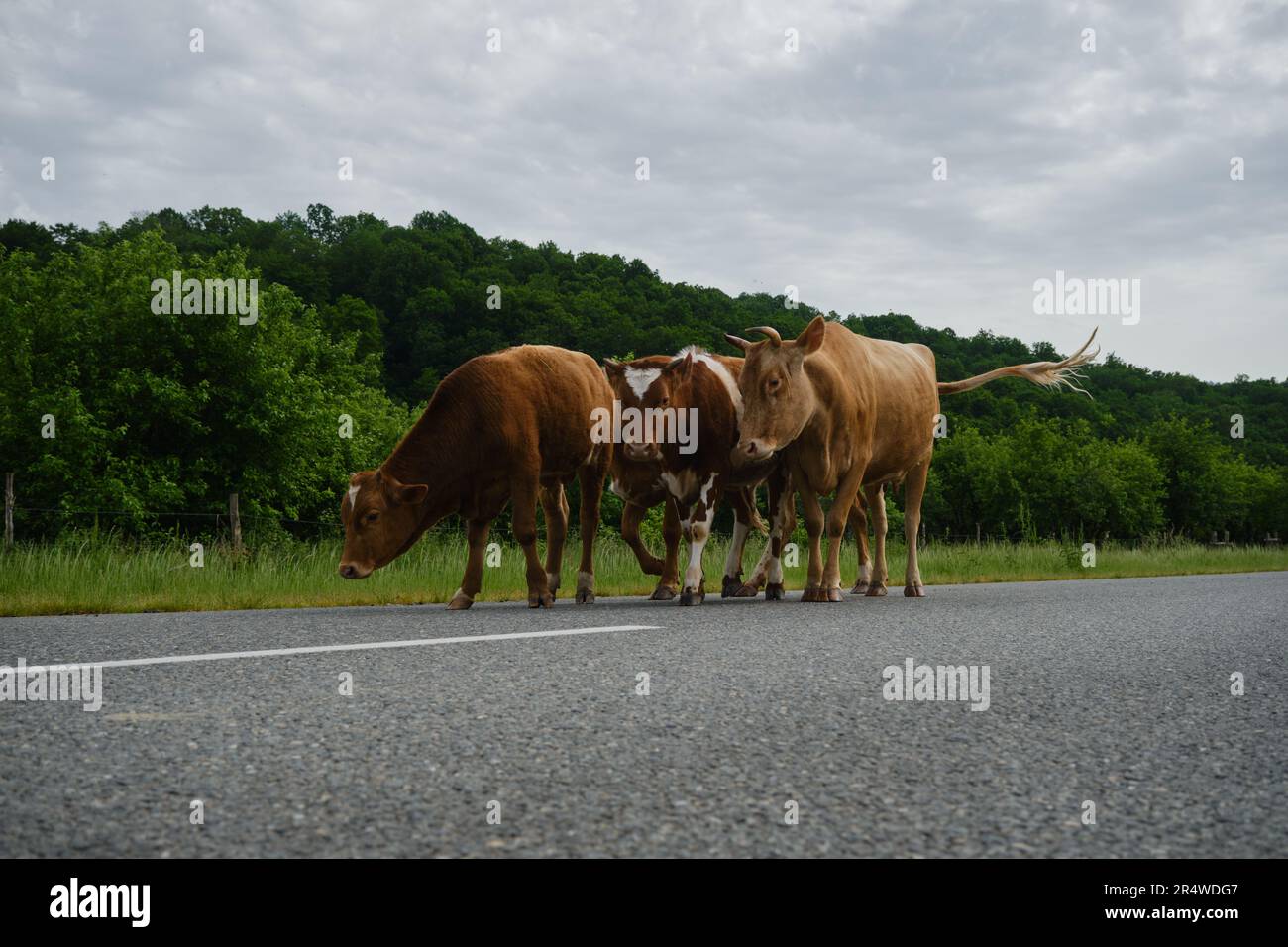 Agriculture industry concept. Four Brown and red cows walk on road in ...