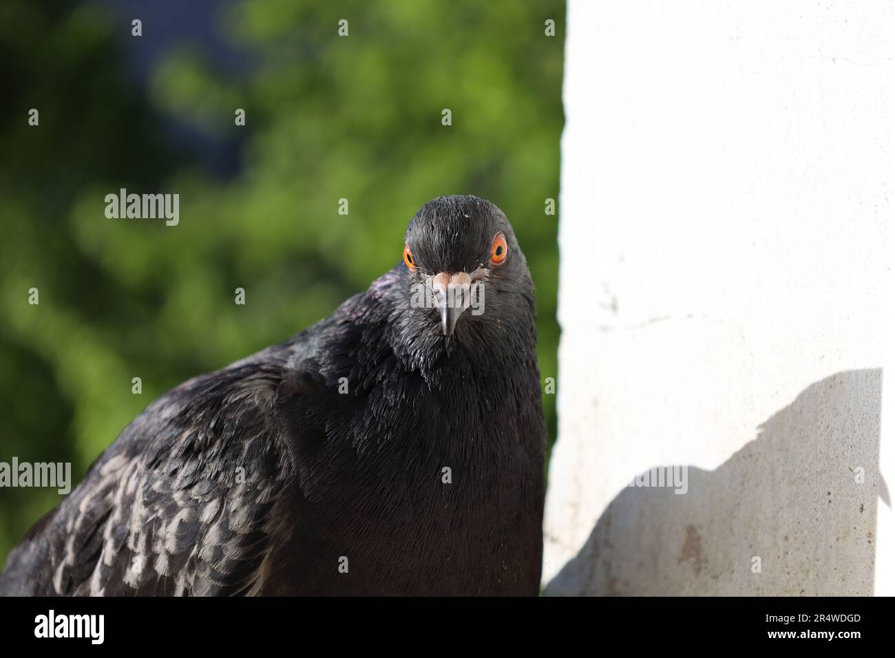 Pigeon closeup portrait, bird on the window, sunny day, pigeon ...