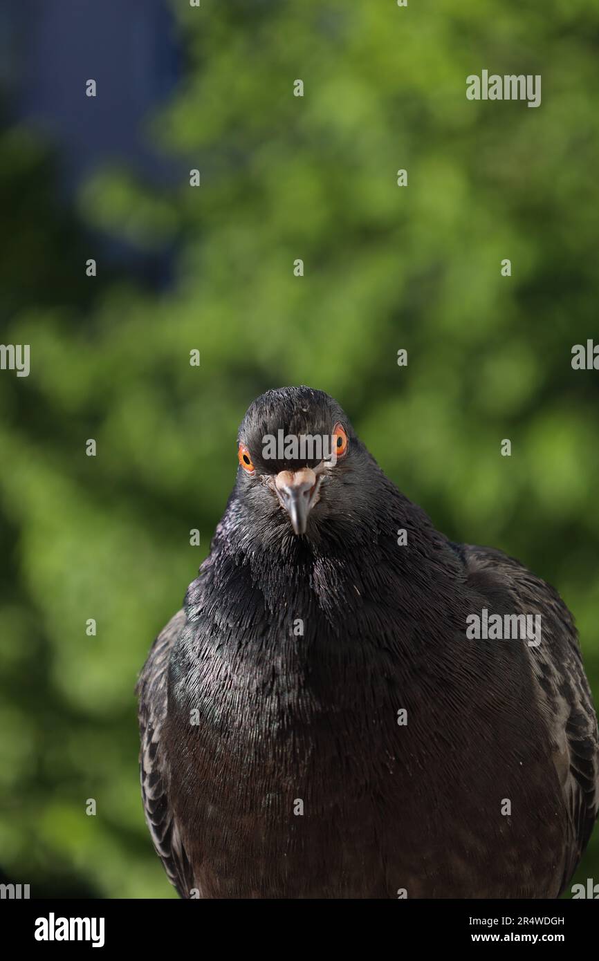 Pigeon closeup portrait, bird on the window, sunny day, pigeon ...