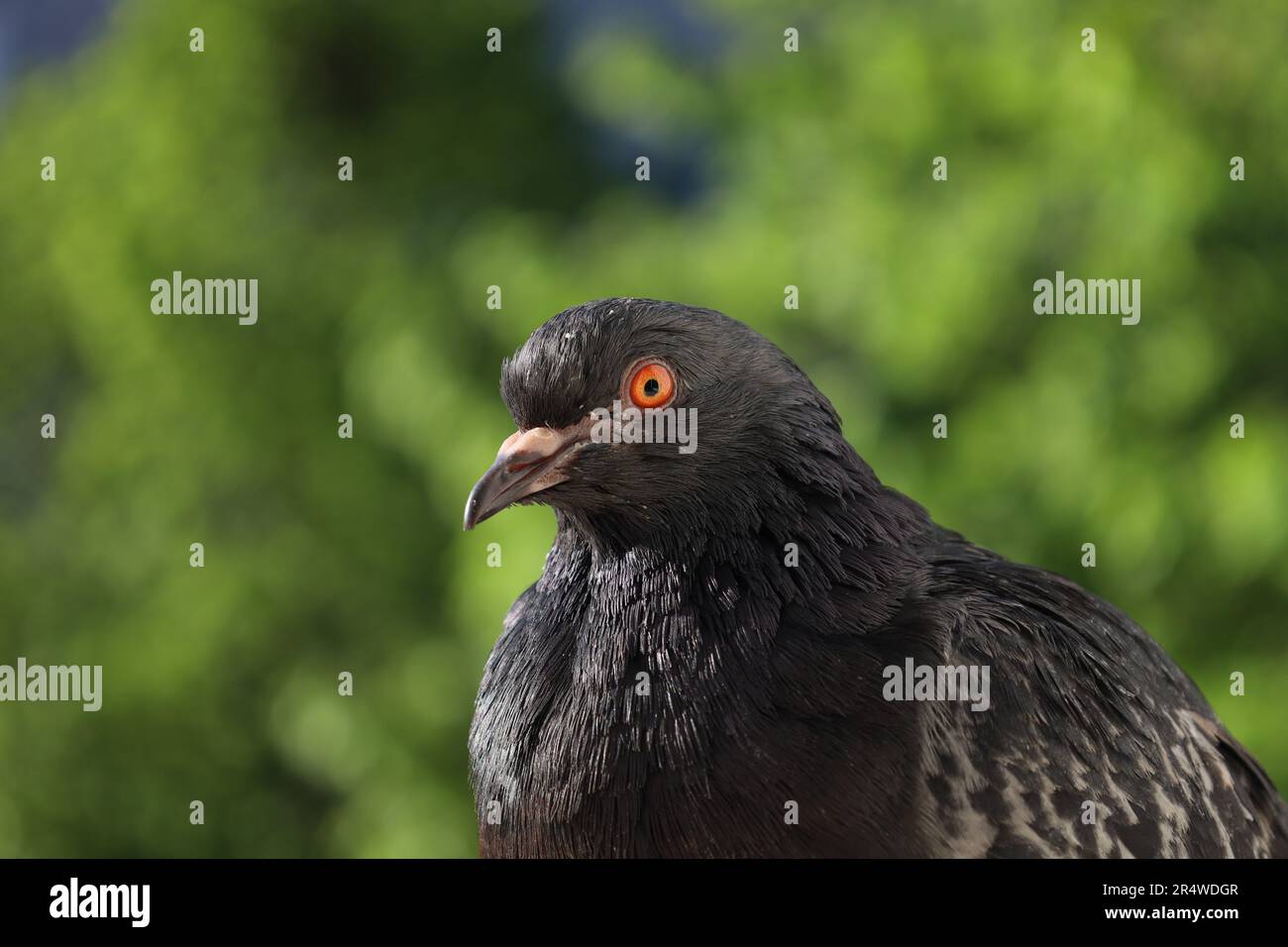 Pigeon closeup portrait, bird on the window, sunny day, pigeon ...