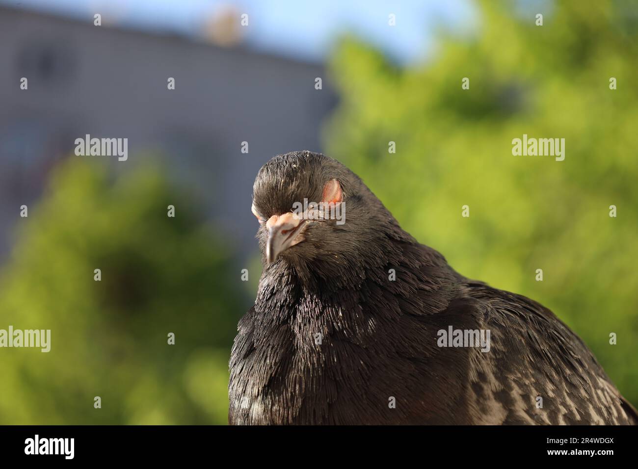Pigeon closeup portrait, bird on the window, sunny day, pigeon ...