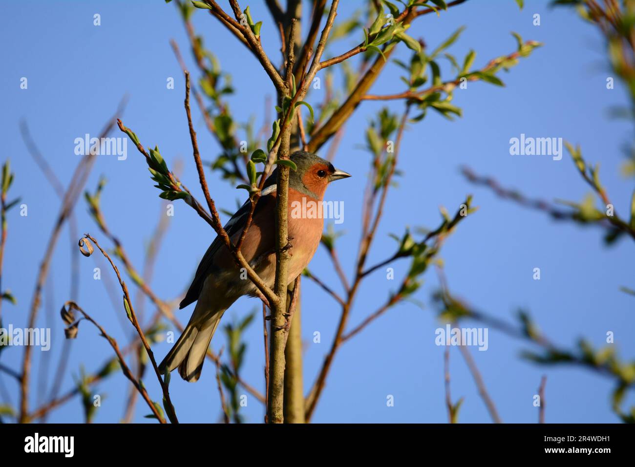 Baum im sommer hi-res stock photography and images - Alamy
