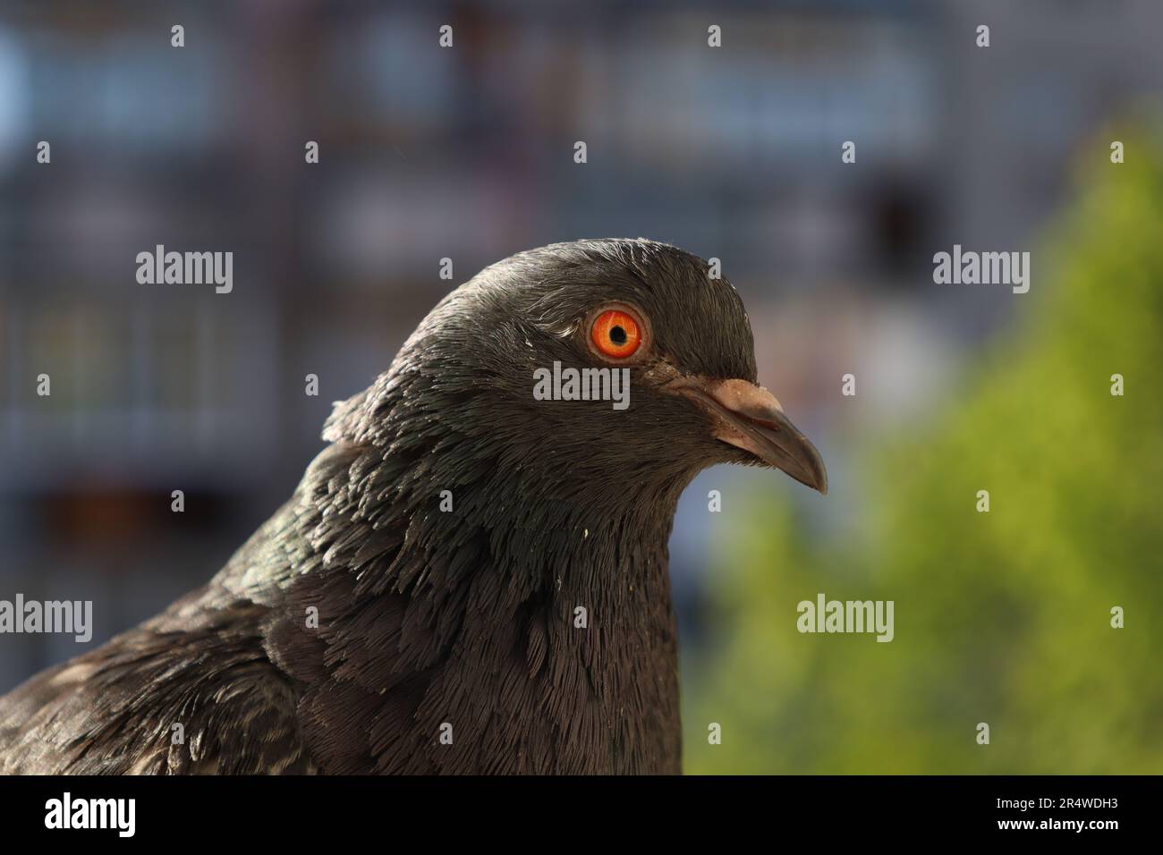 Pigeon closeup portrait, bird on the window, sunny day, pigeon ...