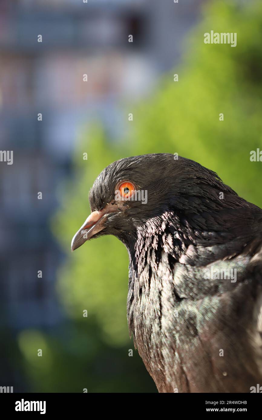 Pigeon closeup portrait, bird on the window, sunny day, pigeon ...