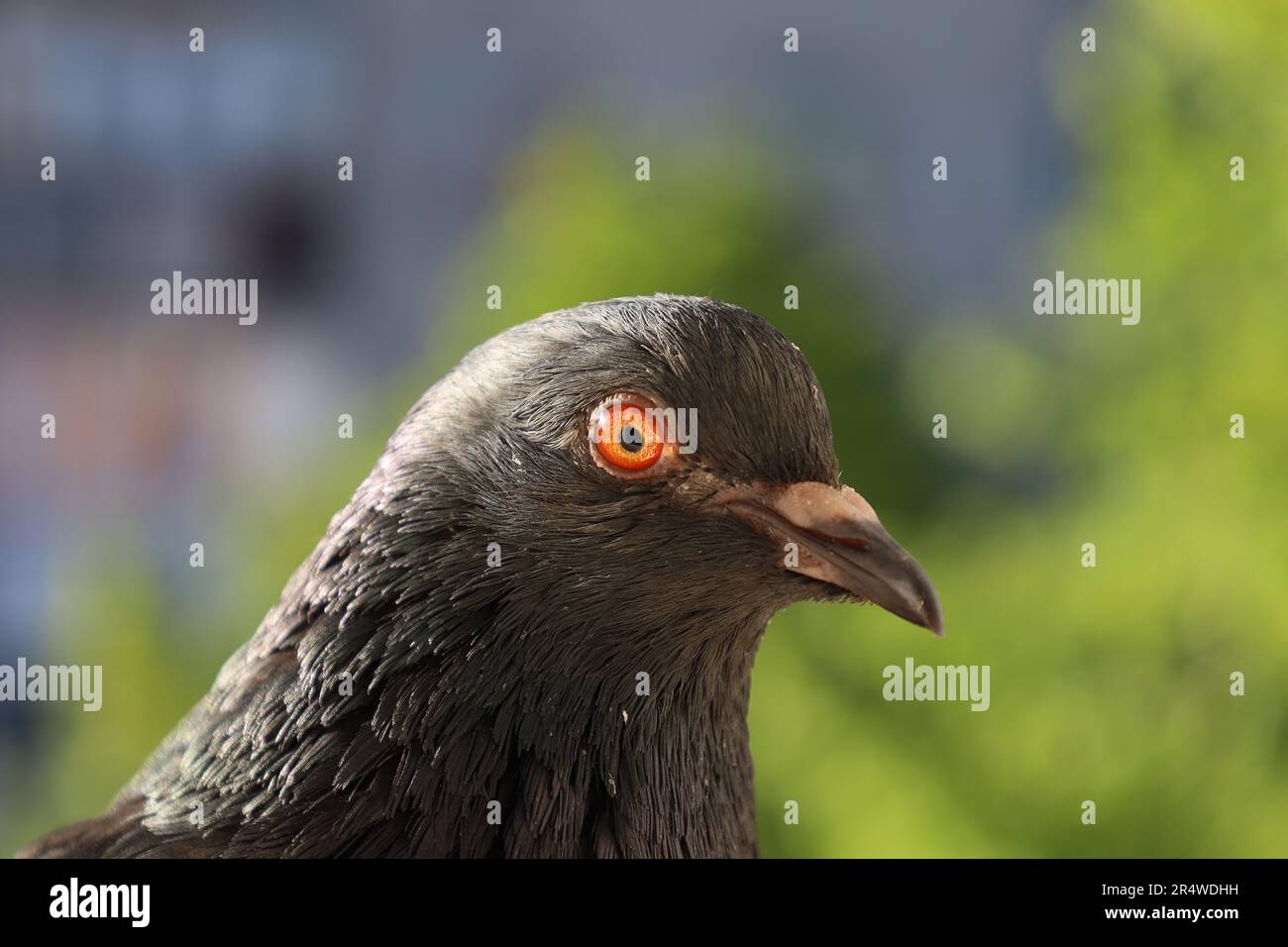 Pigeon closeup portrait, bird on the window, sunny day, pigeon ...