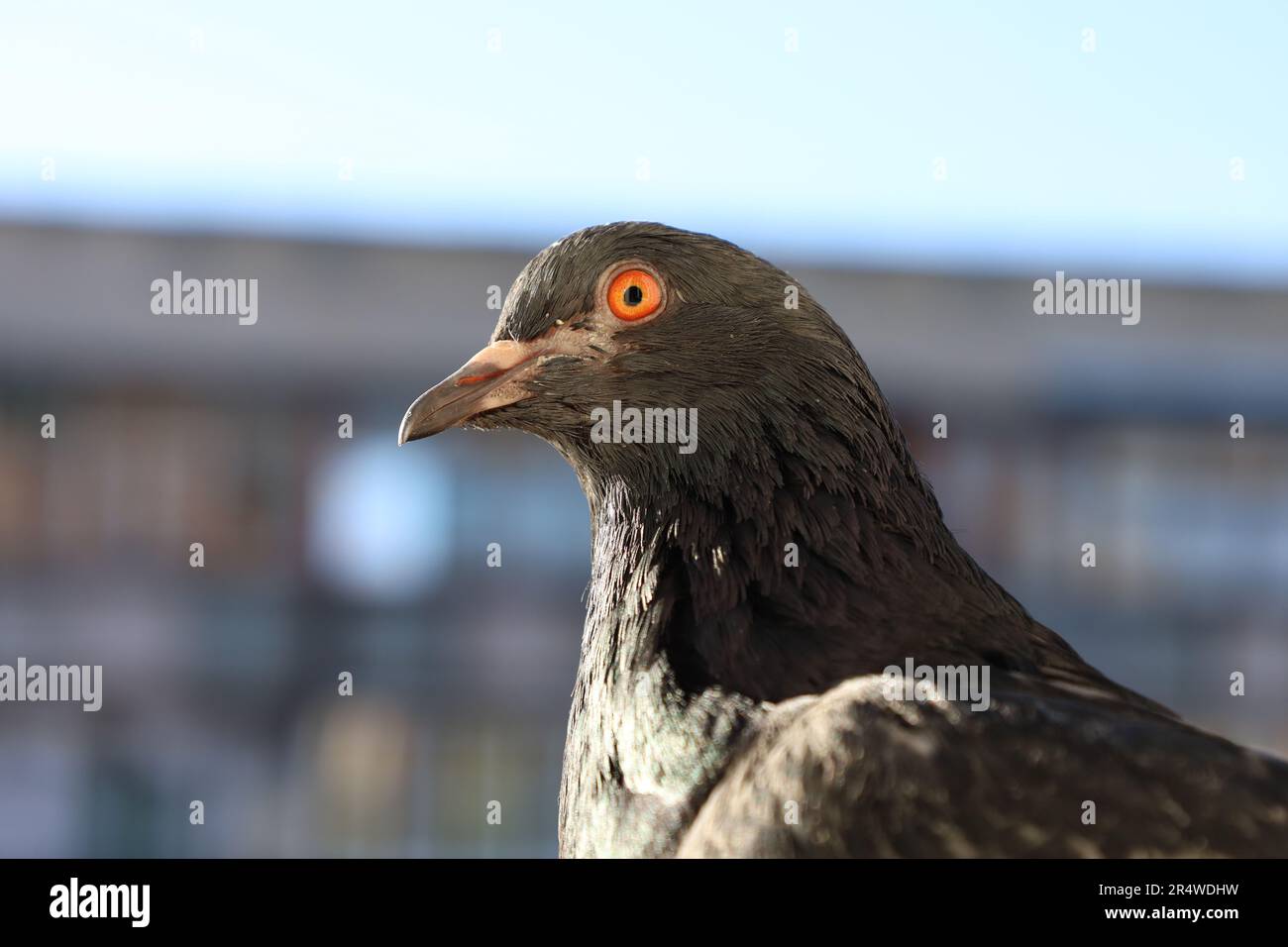 Pigeon closeup portrait, bird on the window, sunny day, pigeon ...