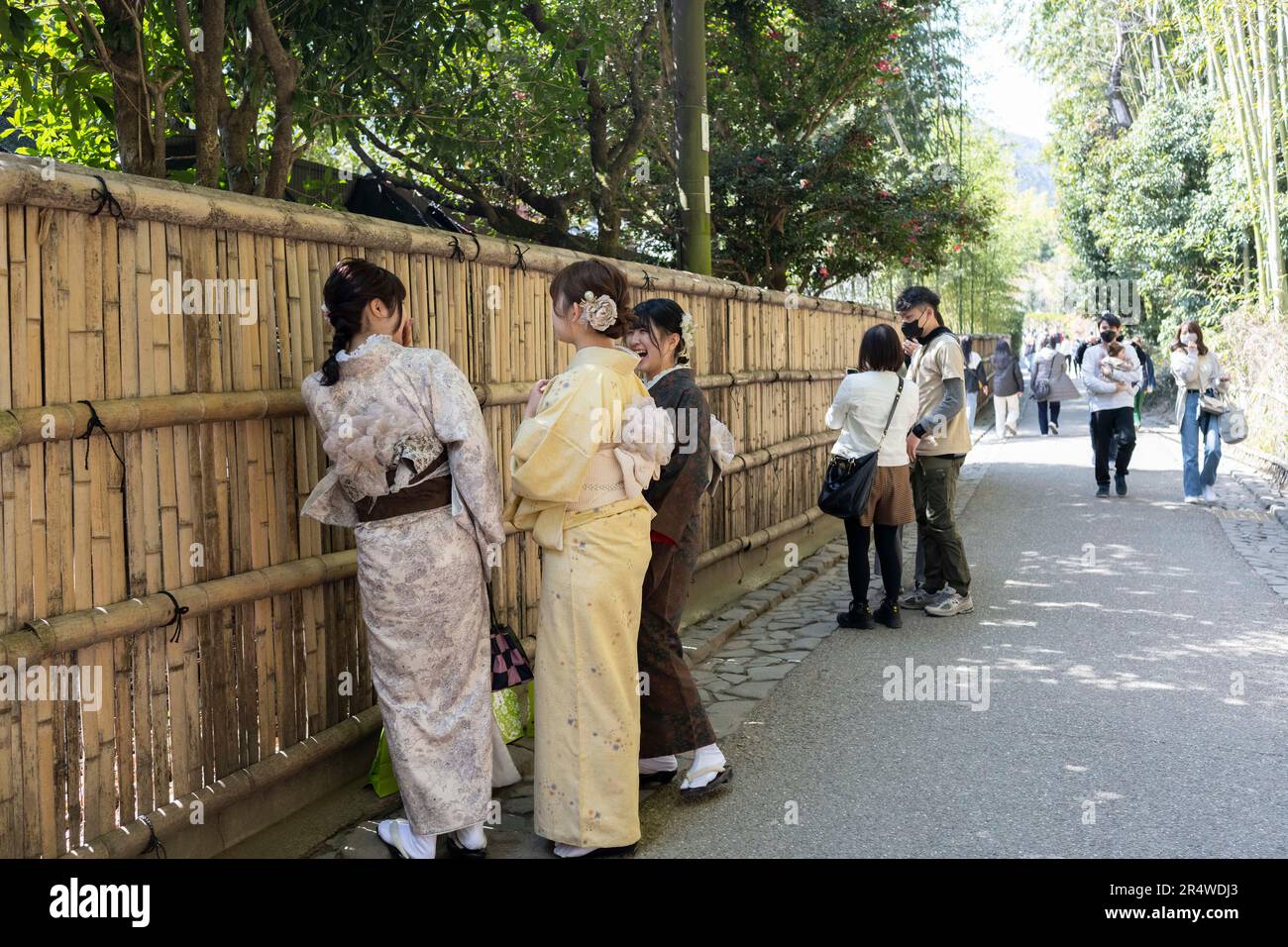 Kyoto, Japan. 7th Mar, 2023. Women in traditional Japanese kimonos touring Arashiyama Bamboo ...