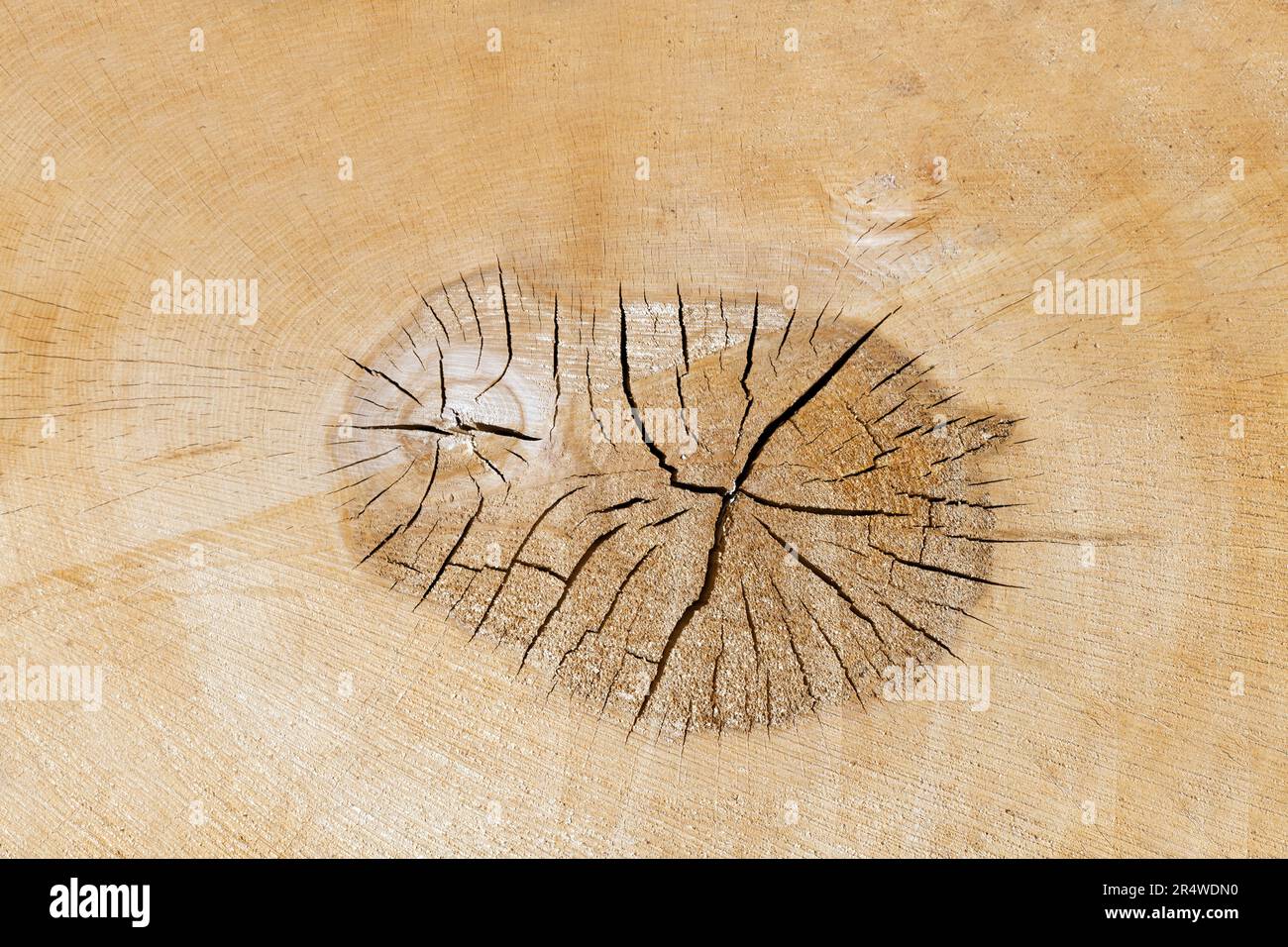 structure cut. timber damaged pattern close up. Ideal round cut down tree annual rings cracks ...