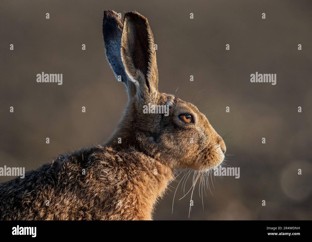 A beautiful close up portrait of a Brown hares head (Lepus europaeus ...