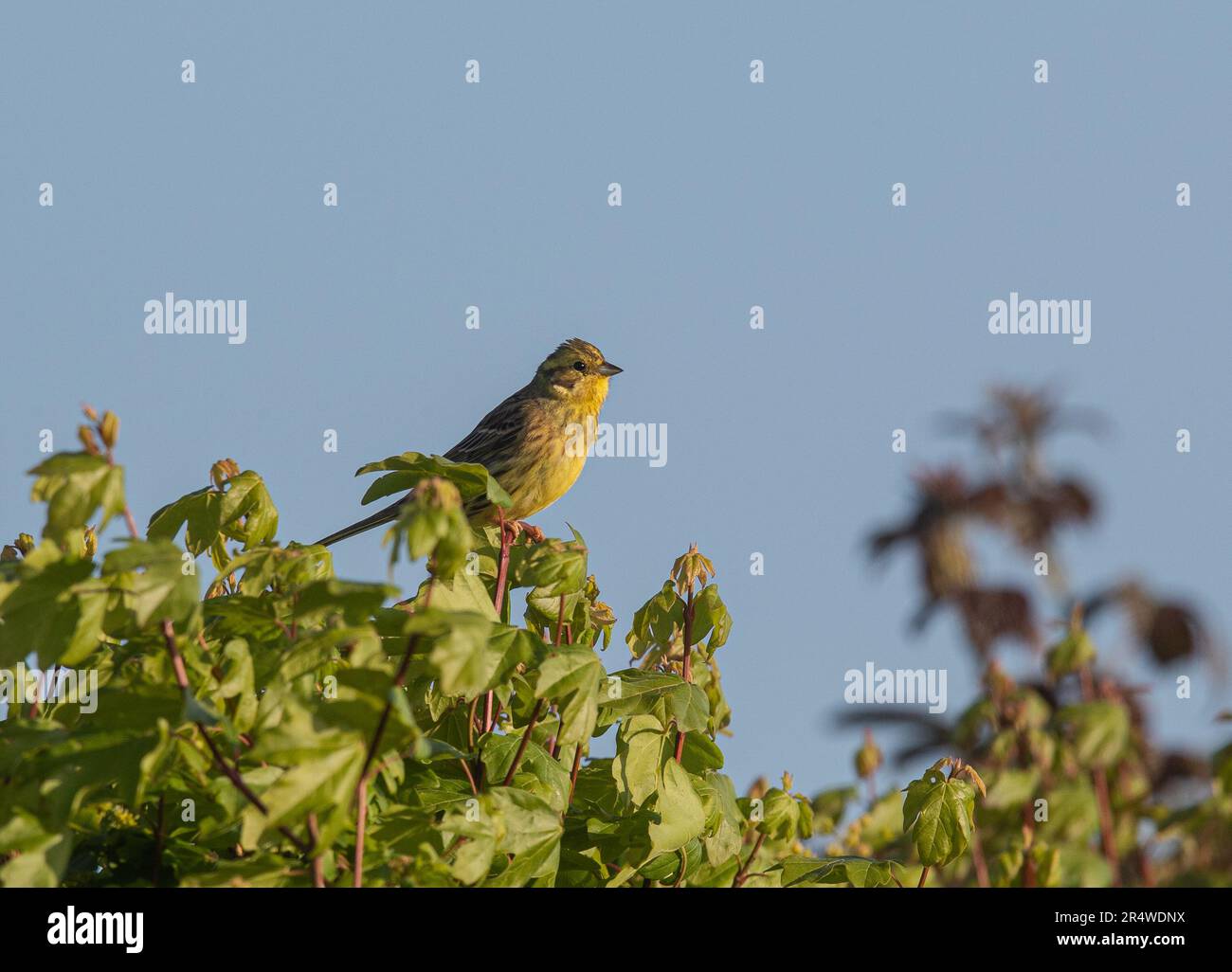 A female Yellowhammer , in bright breeding plumage, perched on a field ...