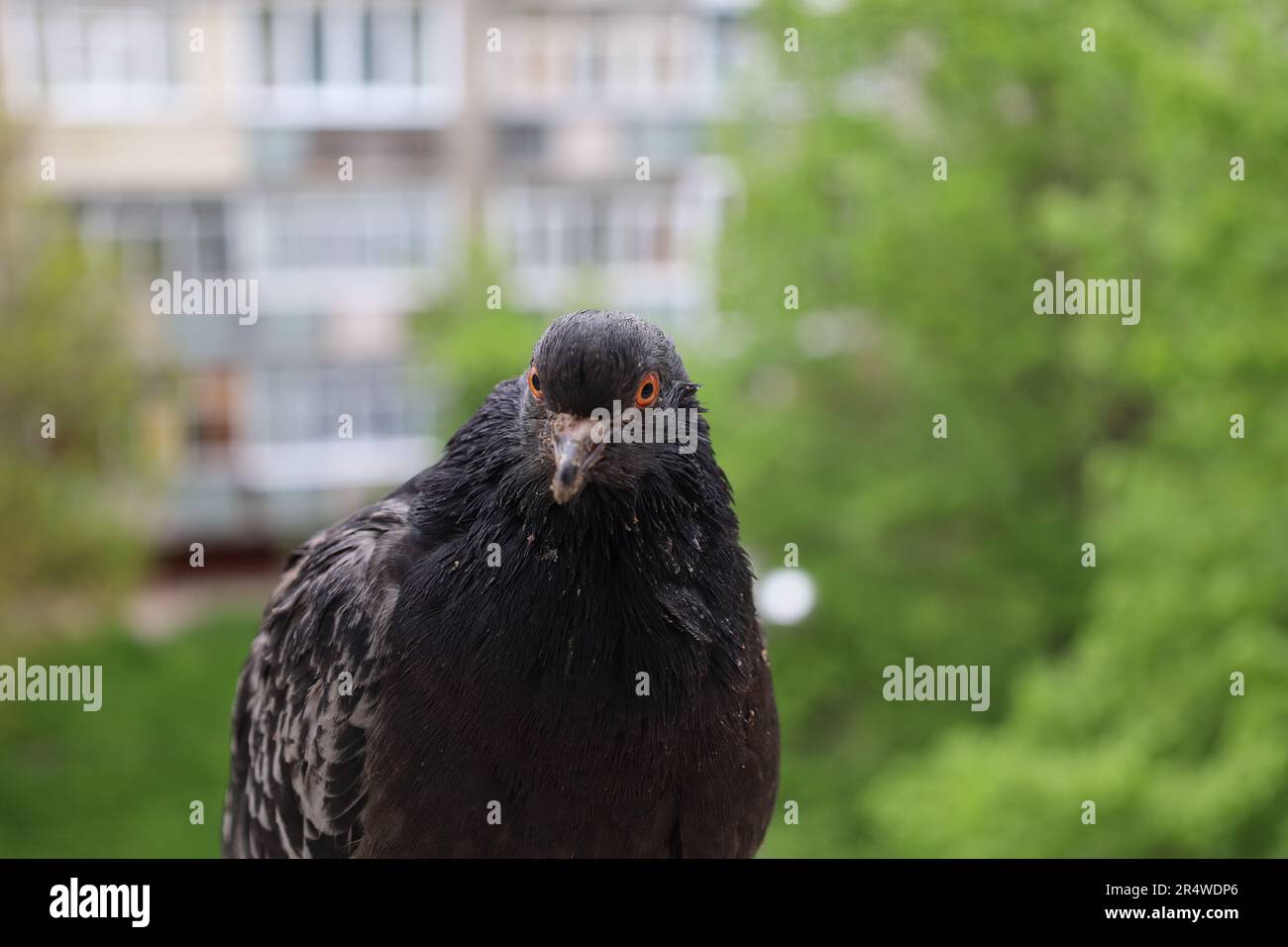 Pigeon closeup portrait, bird on the window, sunny day, pigeon ...