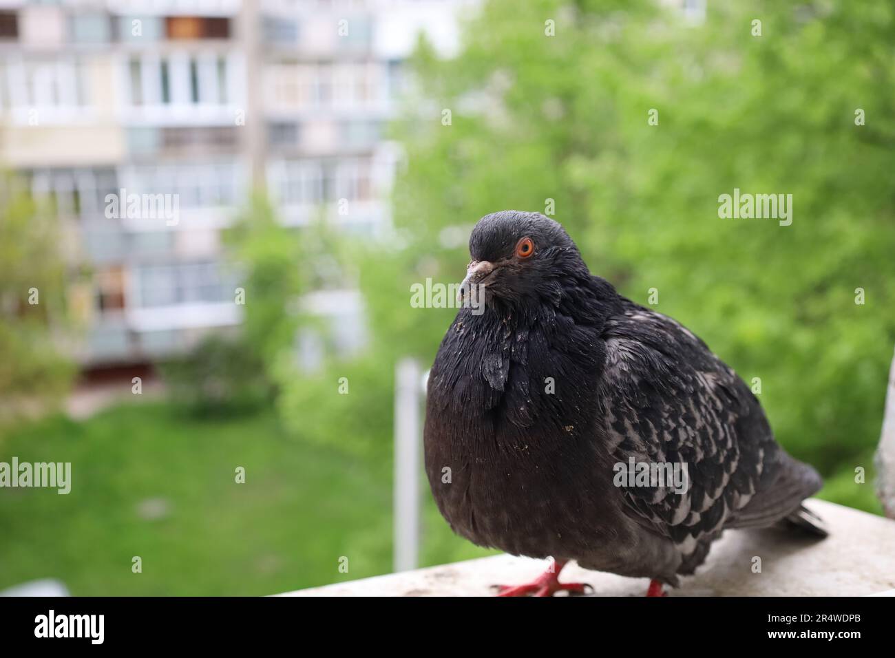 Pigeon closeup portrait, bird on the window, sunny day, pigeon ...