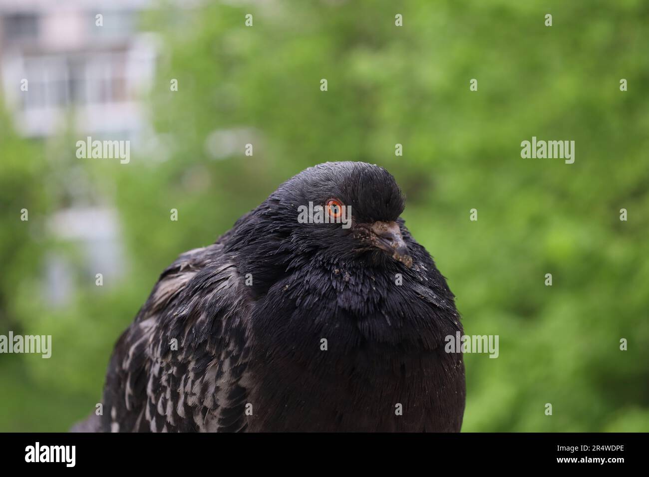Pigeon closeup portrait, bird on the window, sunny day, pigeon ...