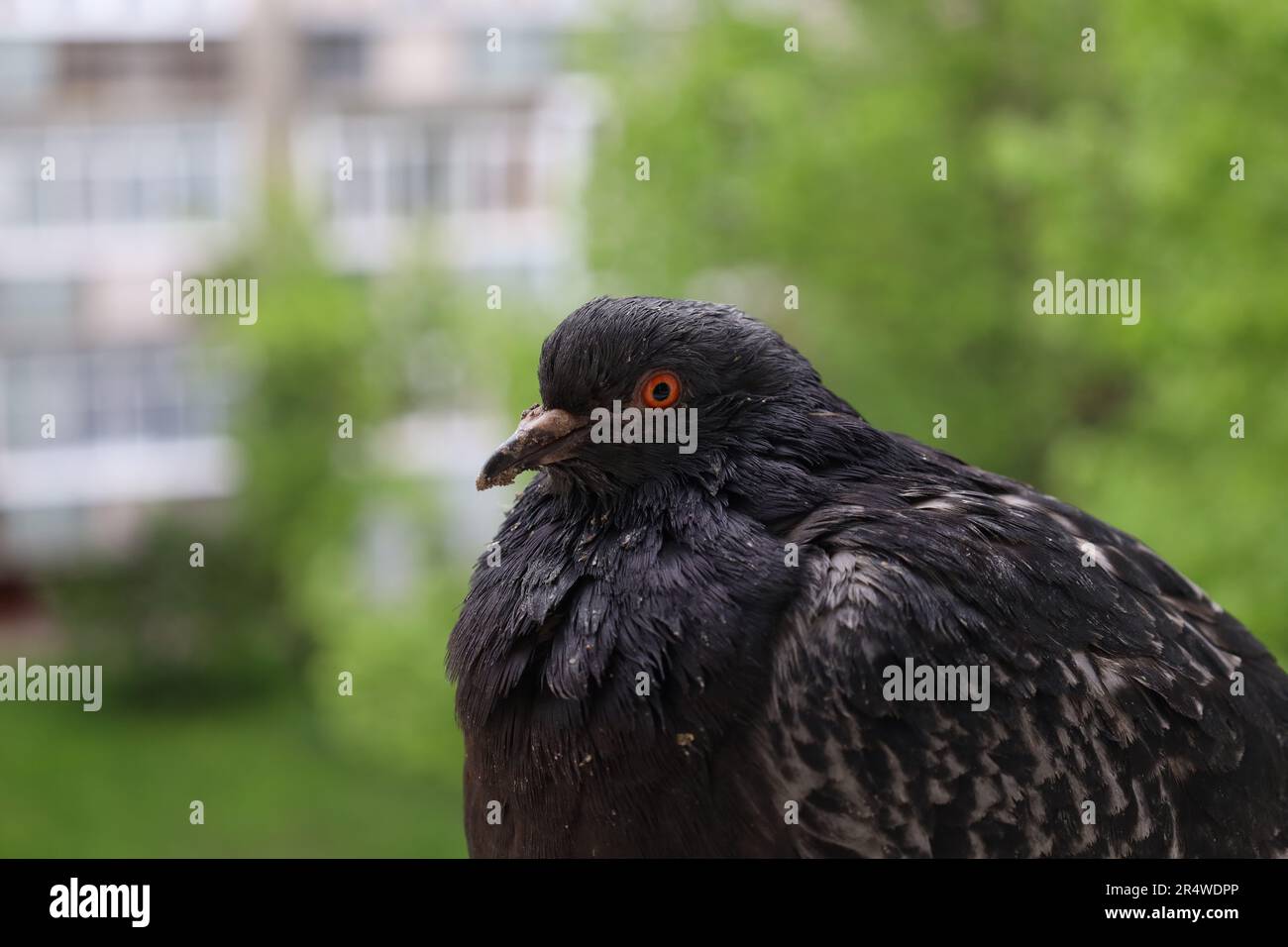 Pigeon closeup portrait, bird on the window, sunny day, pigeon ...
