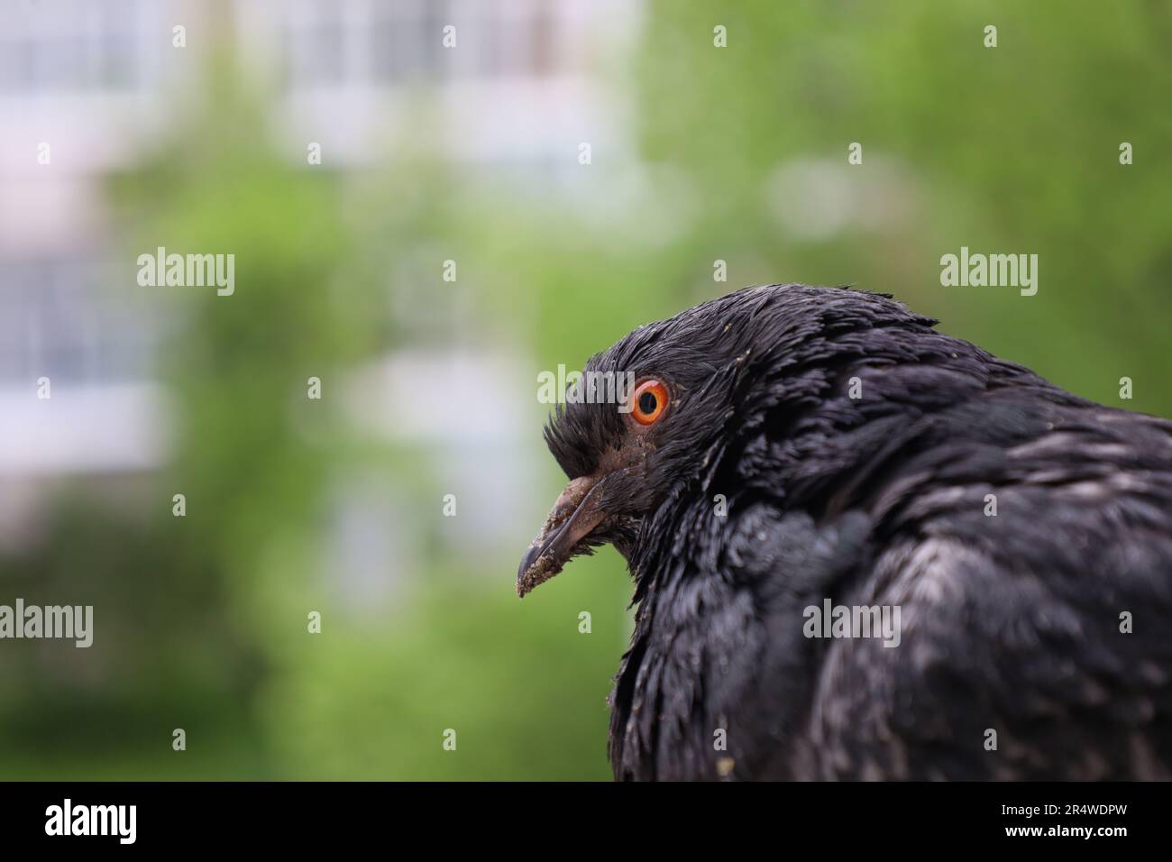 Pigeon closeup portrait, bird on the window, sunny day, pigeon ...