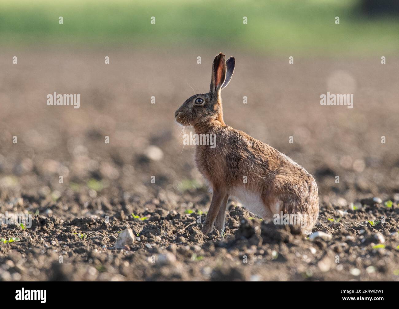 A close up detailed shot of a Brown Hare ( Lepus europaeus) with big ...