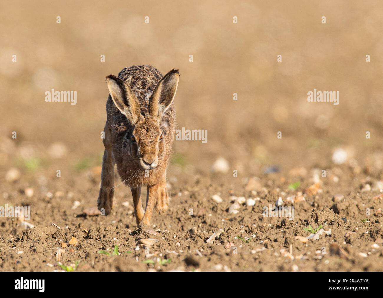 A close up detailed shot of a Brown Hare ( Lepus europaeus) with big ...