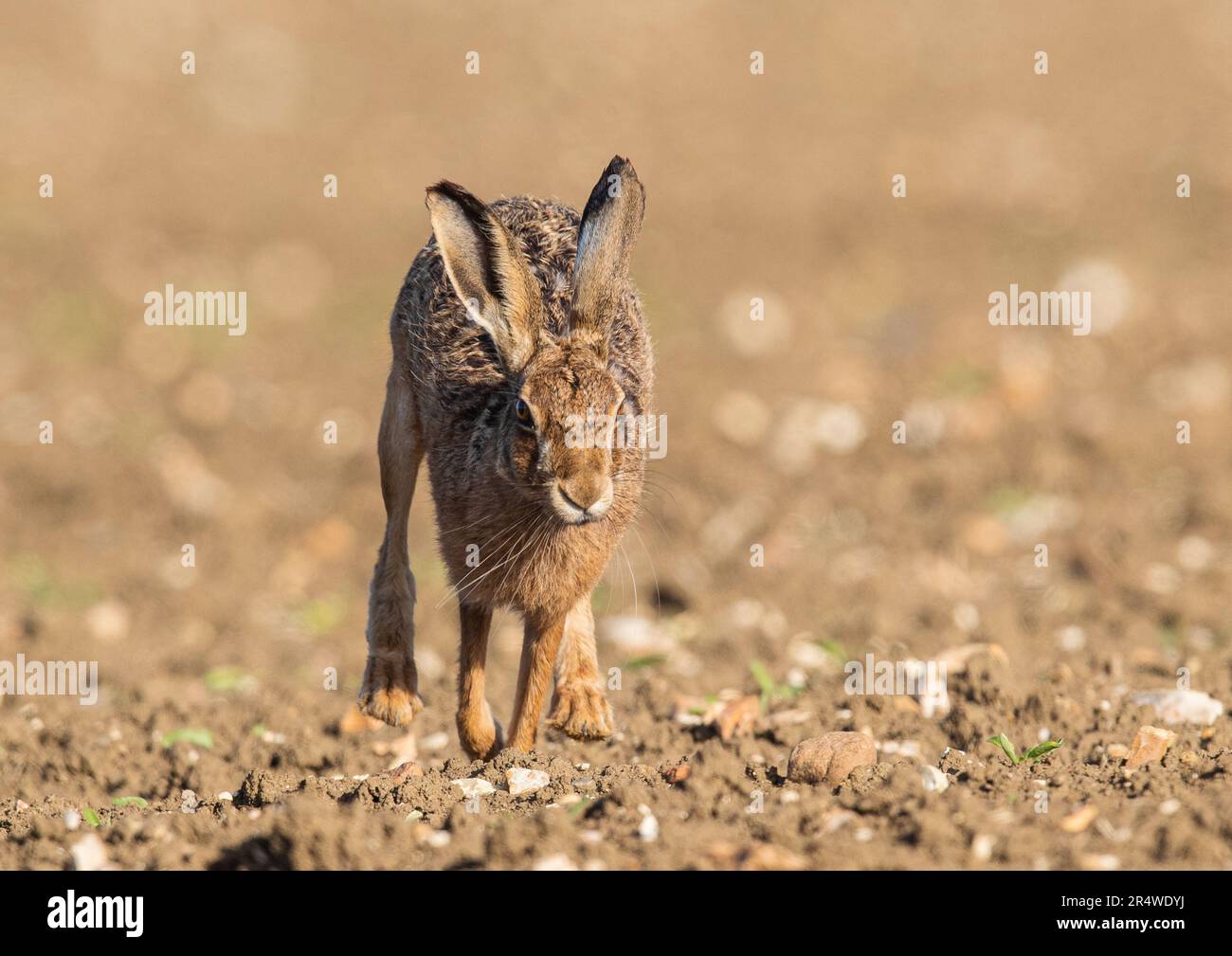 A close up detailed shot of a Brown Hare ( Lepus europaeus) with big ...