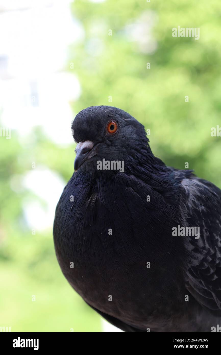 Pigeon closeup portrait, bird on the window, sunny day, pigeon ...