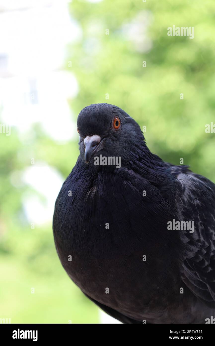 Pigeon Head Front View