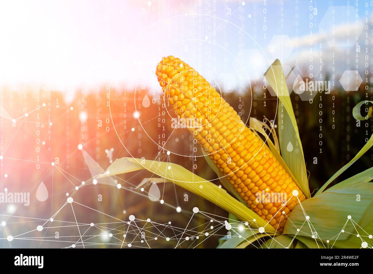 Agricultural technologies on the farm. Corn with biological holographic ...