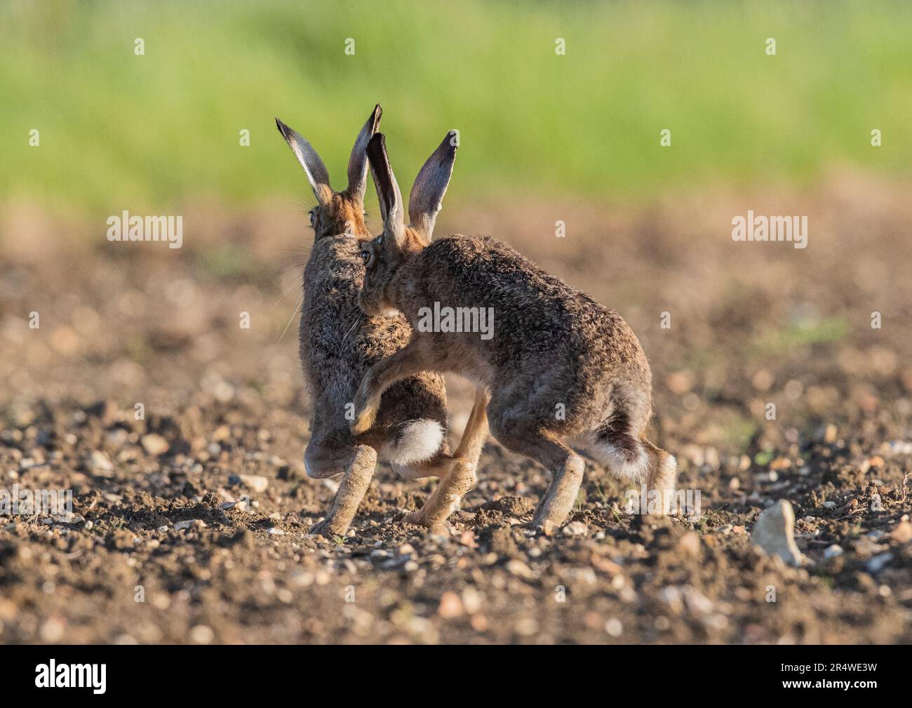 Two Wild Brown Hares ( Lepus europaeus) chasing each other and mating in a courtship battle ...