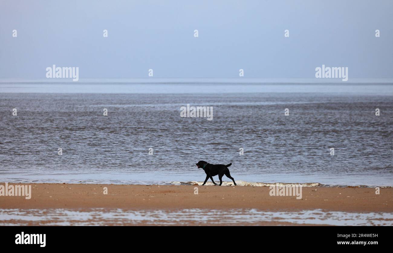 Black Labrador walking on the beach at Brancaster, Norfolk Stock Photo ...