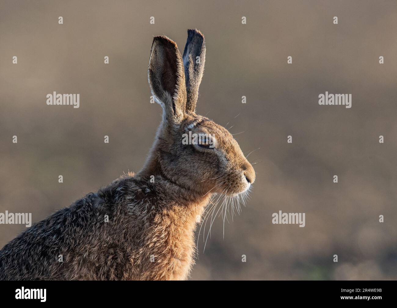 A close up clear portrait of a gentle Brown hares head (Lepus europaeus ...