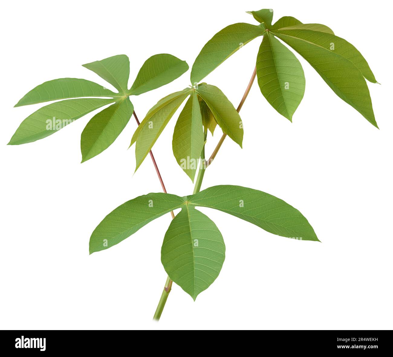 cassava or manihot plant foliage, manihot esculenta, aka manioc, yuca ...
