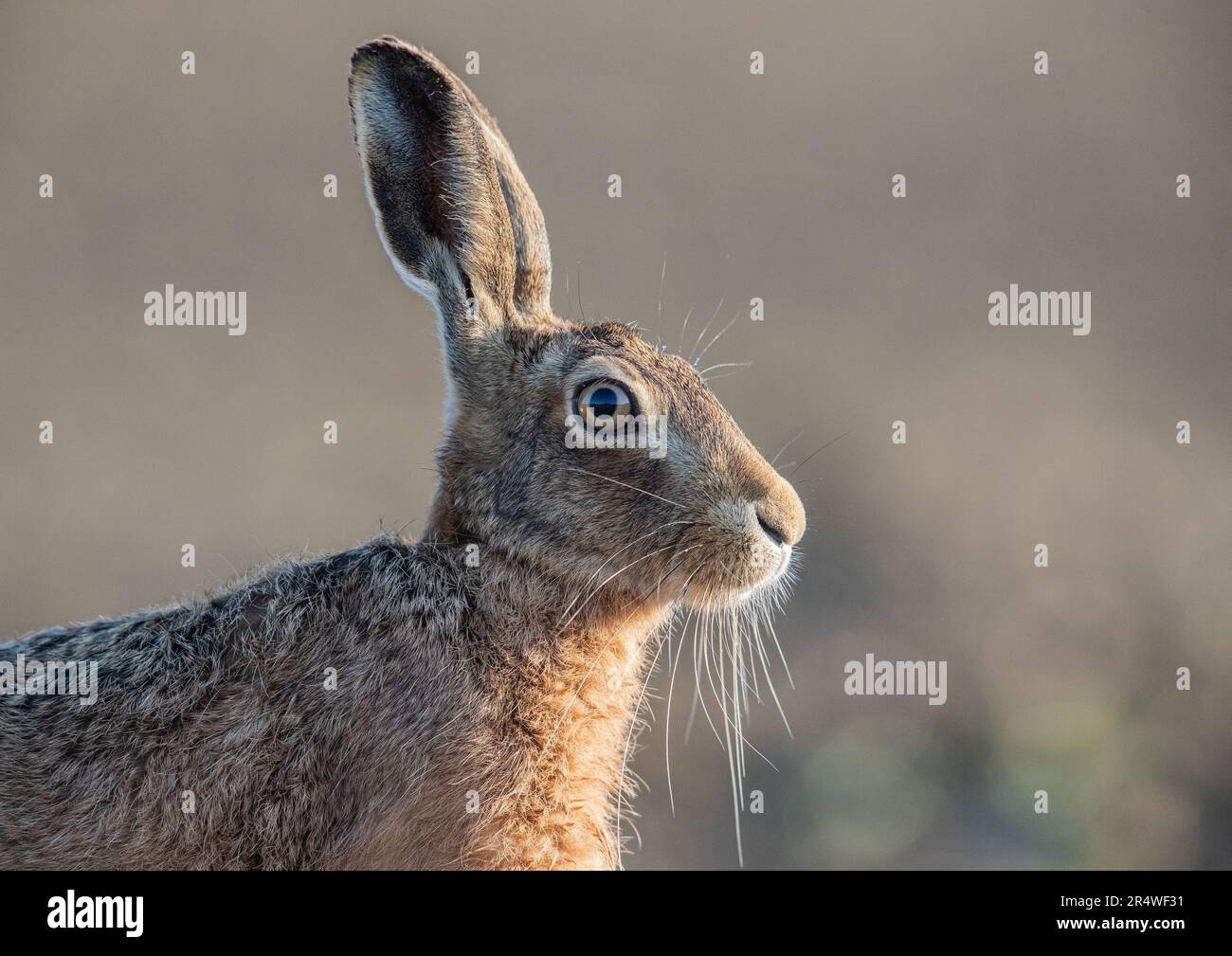 A close up clear portrait of a Brown hares (Lepus europaeus) on high ...