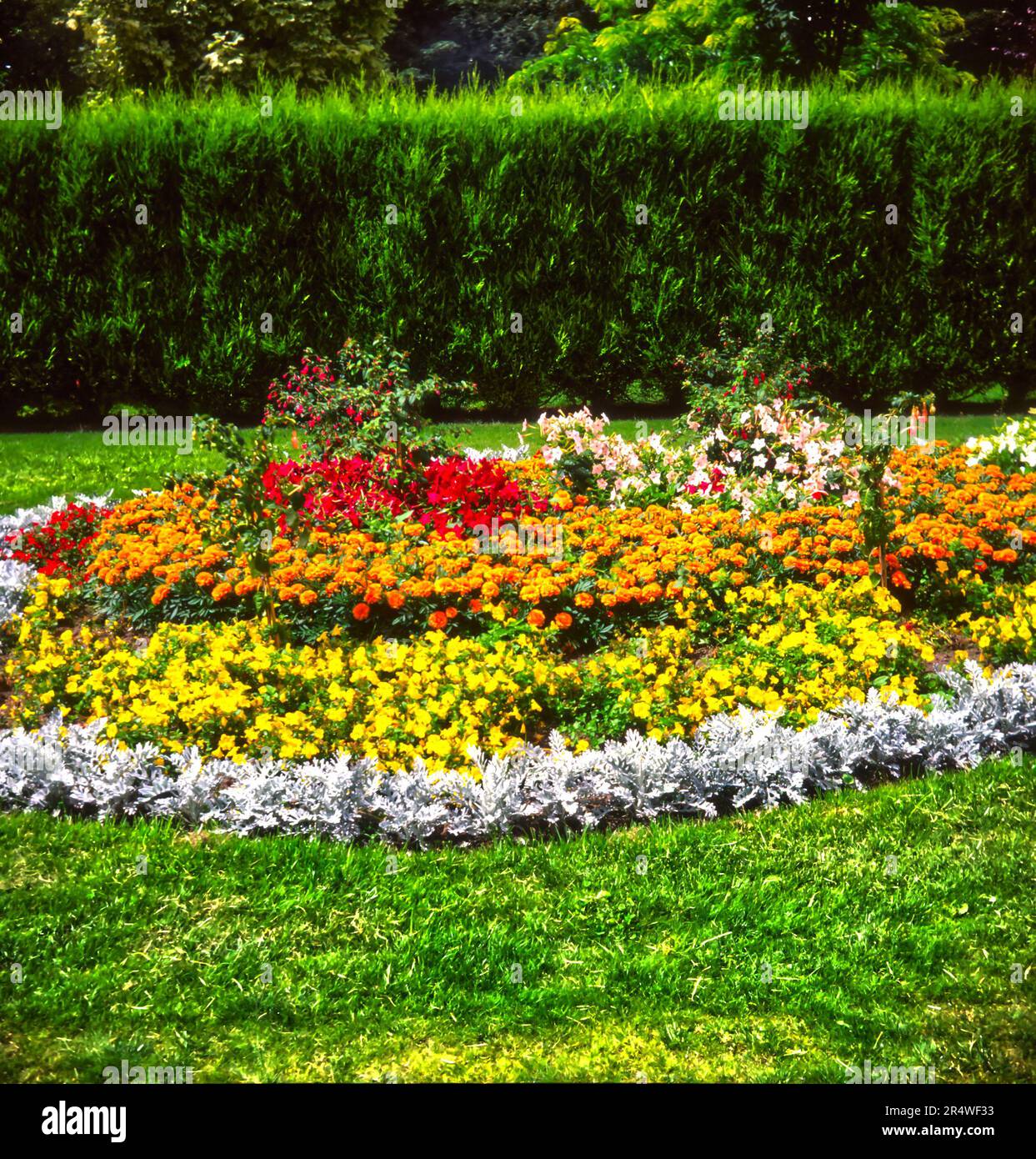 A floral display of colourful summer flowering bedding plants in a ...