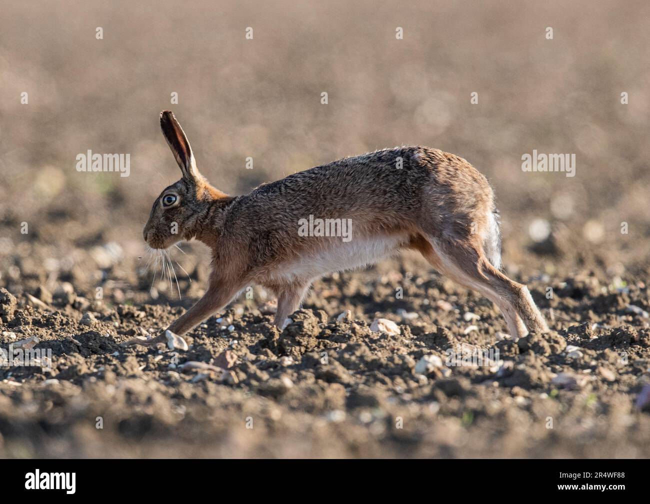 A Brown Hare ( Lepus europaeus) running across a sugar beet field, side ...