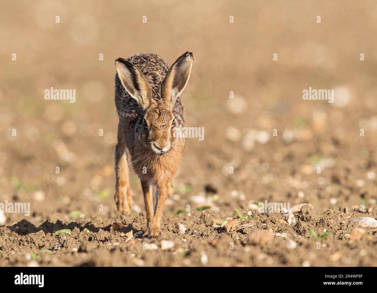 A close up detailed shot of a Brown Hare ( Lepus europaeus) with big ...
