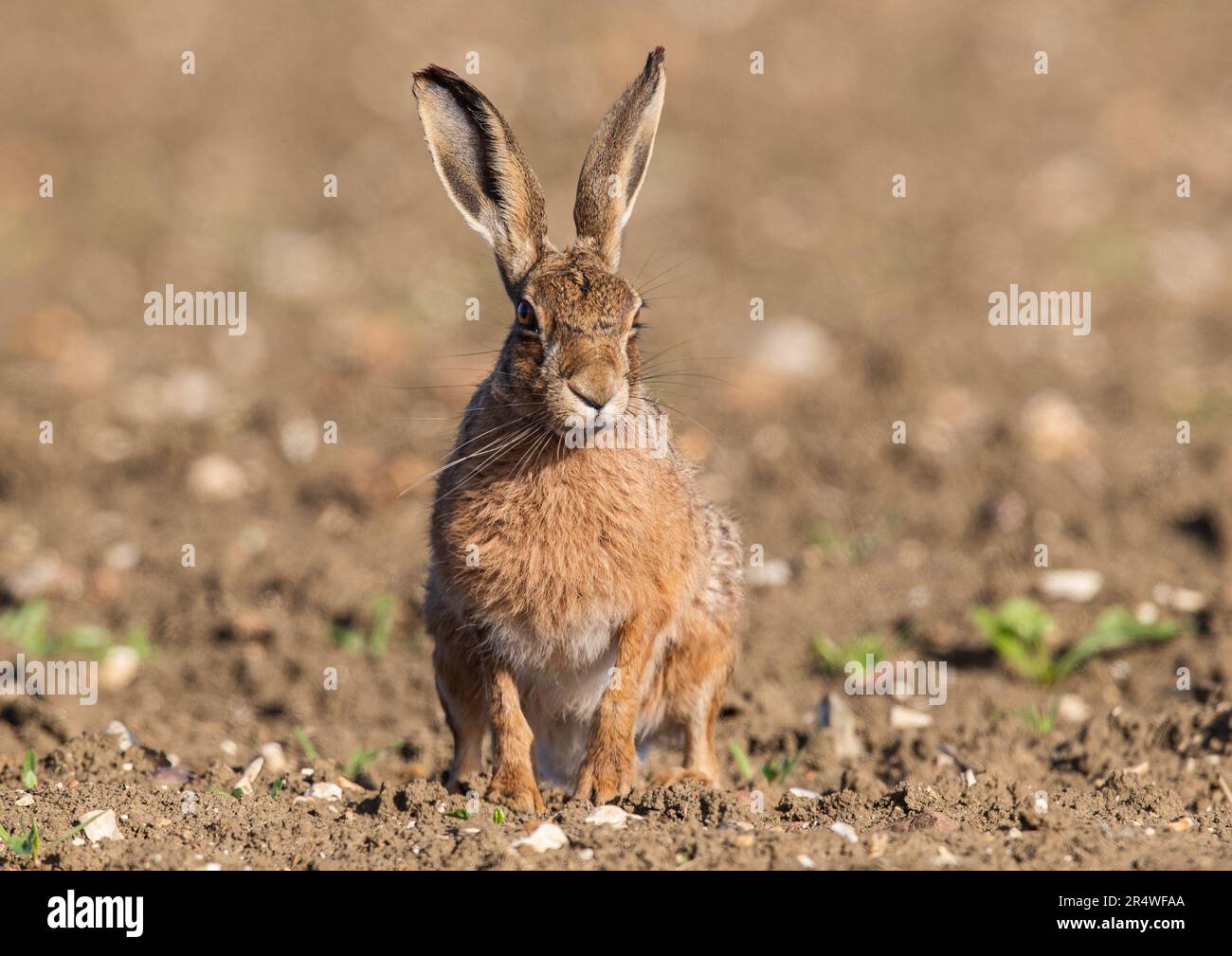 A close up detailed shot of a Brown Hare ( Lepus europaeus) with big ...