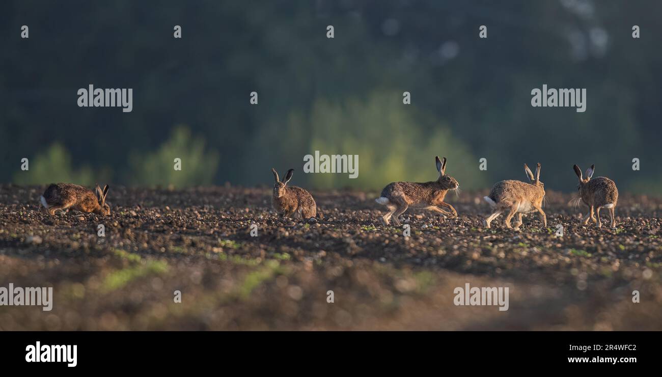 Five Wild Brown Hares( Lepus europaeus) in the golden light of sunrise ...